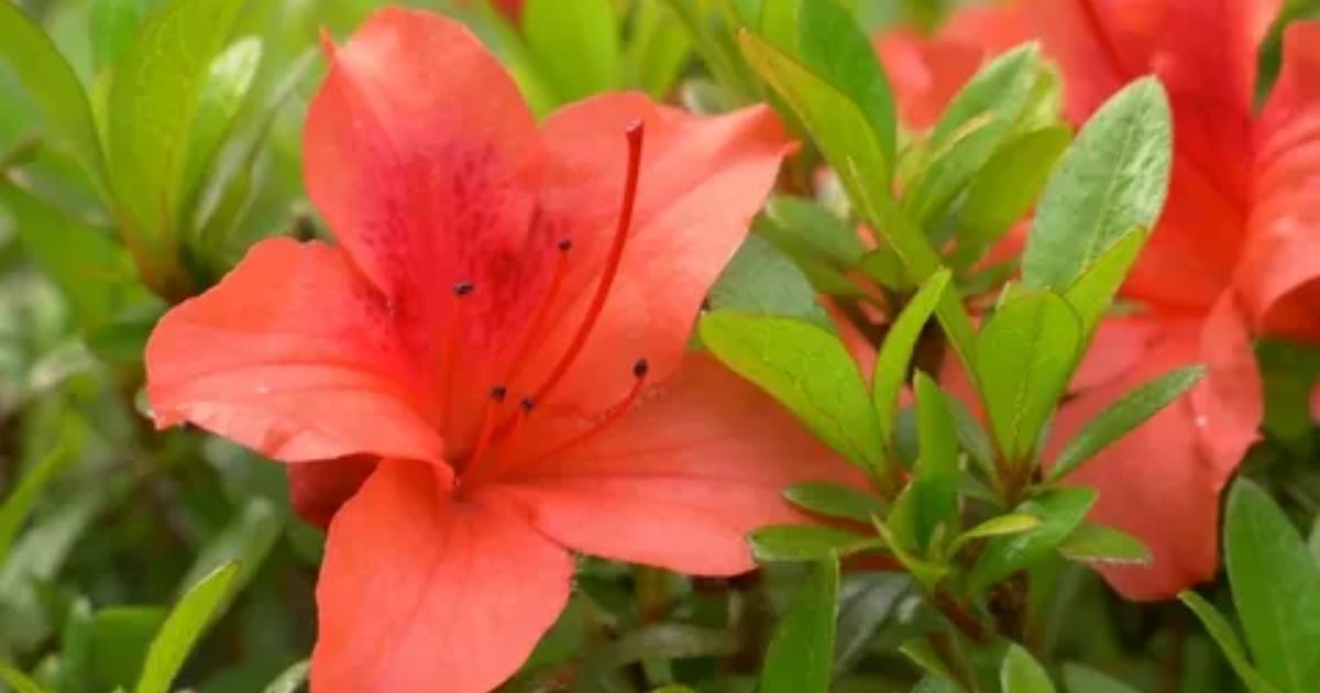 Top 11 Flowers That Symbolize Family - A Useful Guide