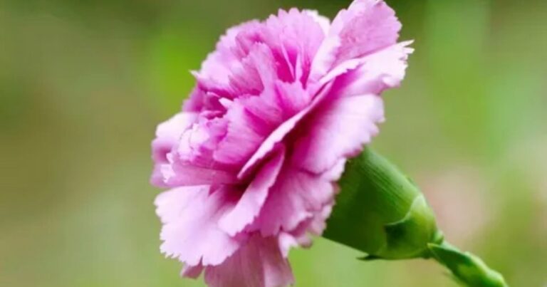 Top 11 Flowers That Symbolize Family - A Useful Guide