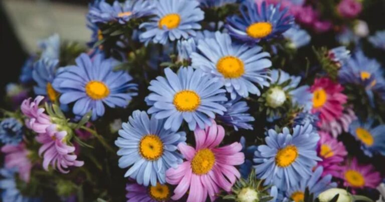 Top 11 Flowers That Symbolize Family - A Useful Guide