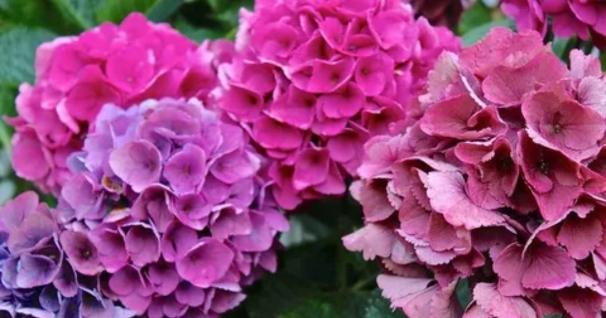 Top 11 Flowers That Symbolize Family - A Useful Guide