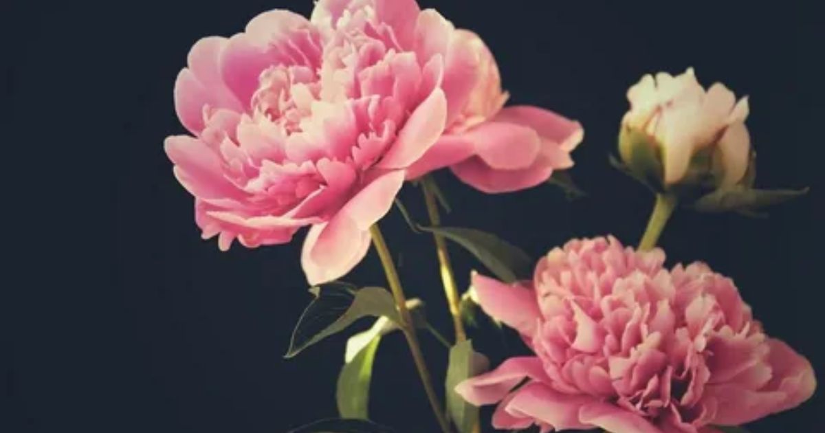 Top 11 Flowers That Symbolize Family - A Useful Guide