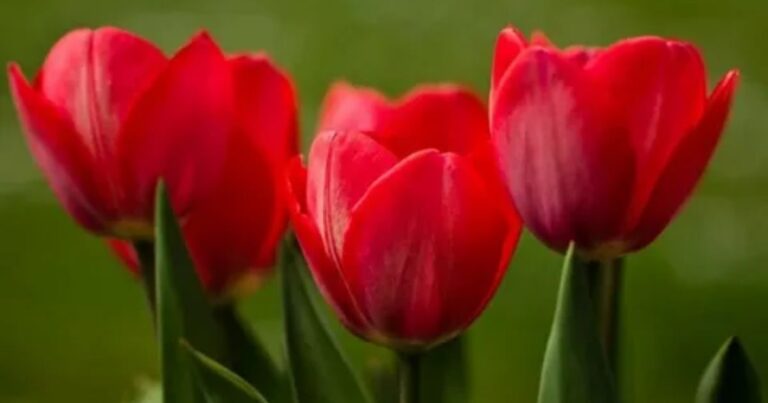 Top 11 Flowers That Symbolize Family - A Useful Guide