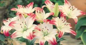 10 Amazing Flowers that Represent Change and Renewal 2025