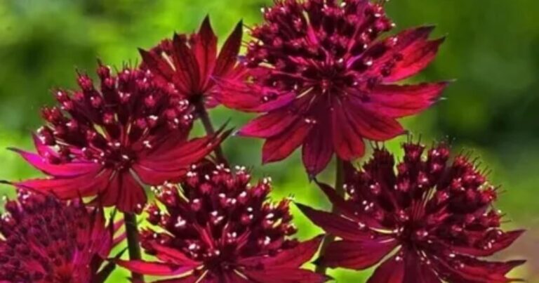 Top 18 Flowers that Represent Protection with Deep Meanings