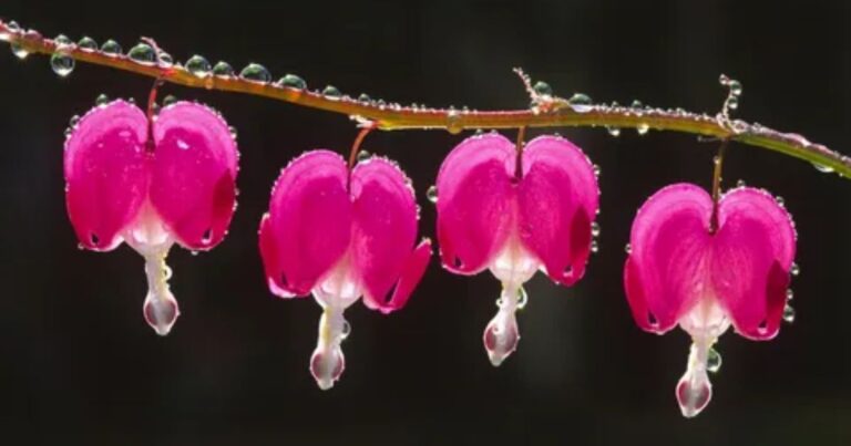 20+ Incredible Flowers with Sad Meanings Flowers Black Side