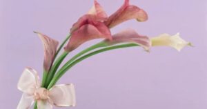 10 Amazing Flowers that Represent Change and Renewal 2025