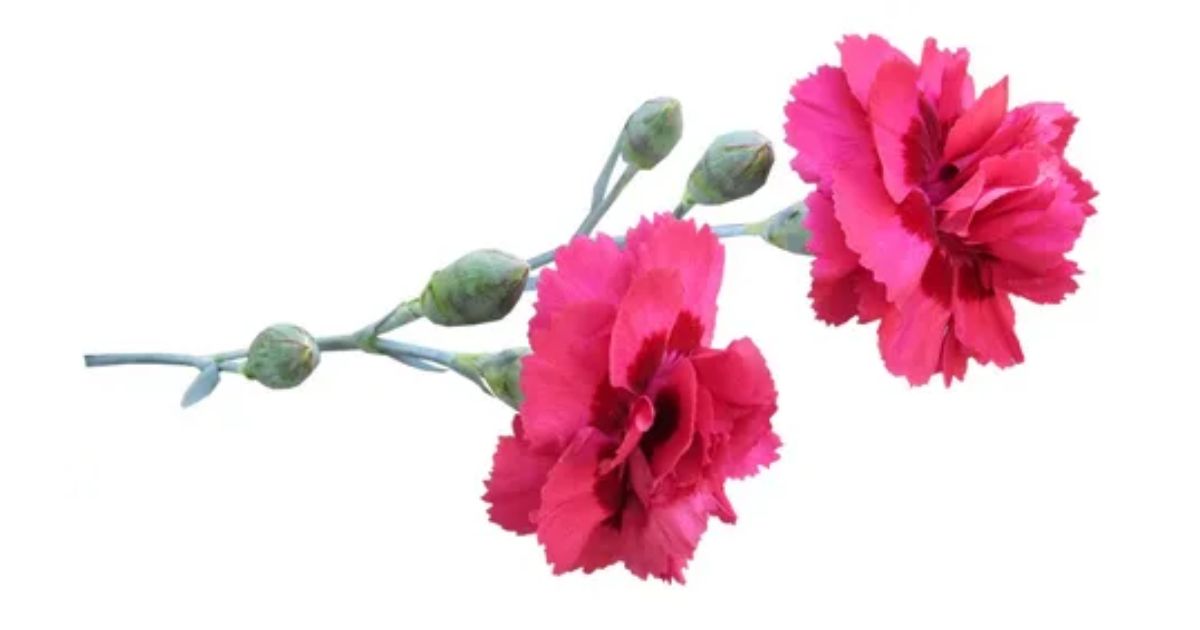 20+ Incredible Flowers with Sad Meanings Flowers Black Side