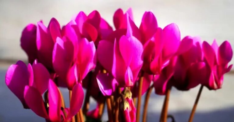 10+ Hauntingly Beautiful Flowers that Represent Loneliness