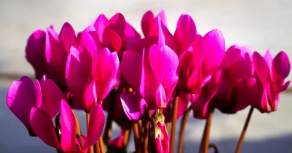 10+ Hauntingly Beautiful Flowers that Represent Loneliness