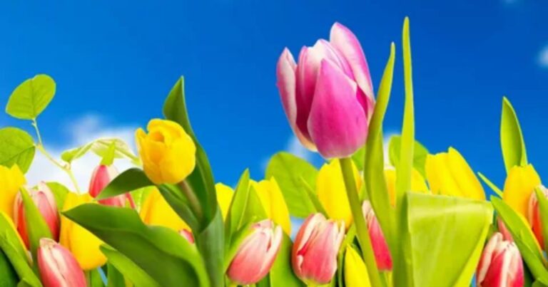 10 Amazing Flowers that Represent Change and Renewal