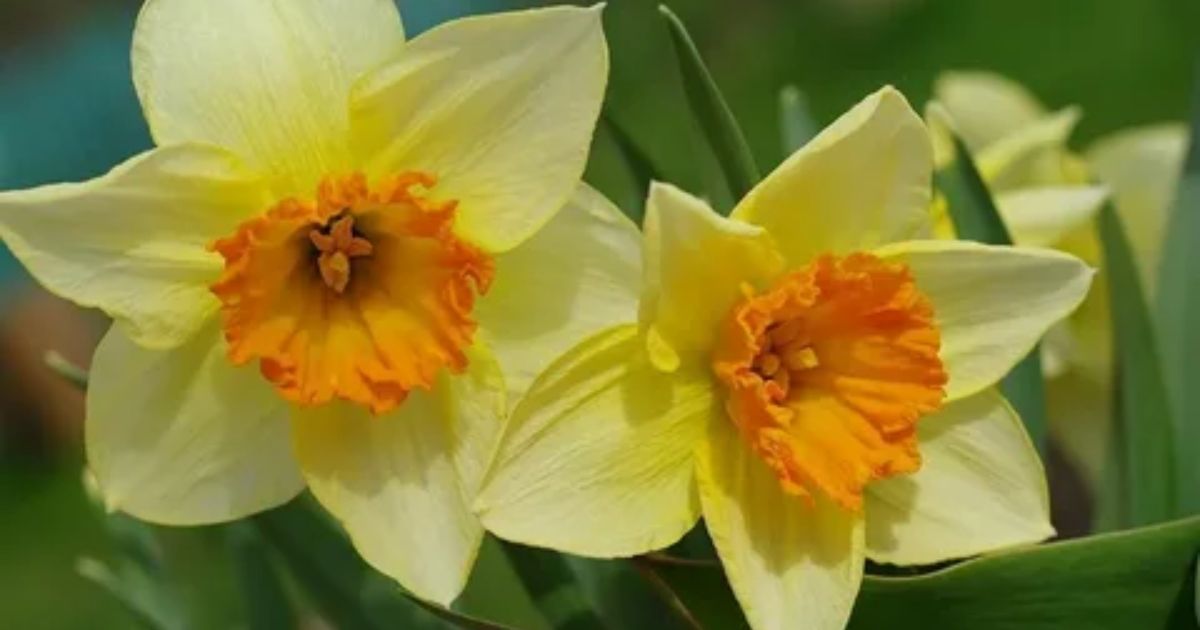 Daffodil Flower Meanings, Myths, and Cultural Significance