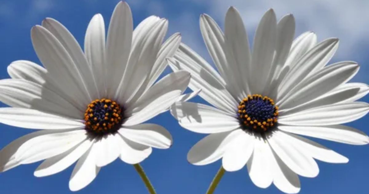 16 Gorgeous Flowers That Represent Loyalty-Amazing Guide