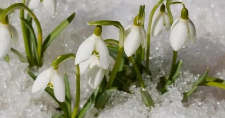 Snowdrop Flower Meanings: Purity & New Beginning 2025