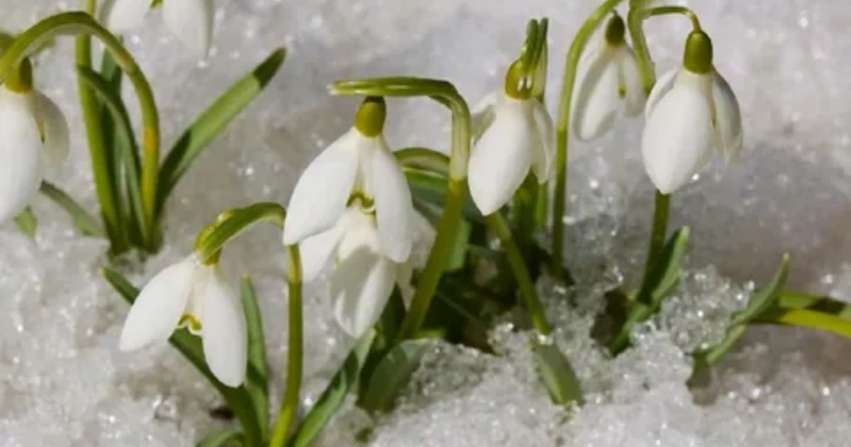Snowdrop Flower Meanings: Purity & New Beginning 2025