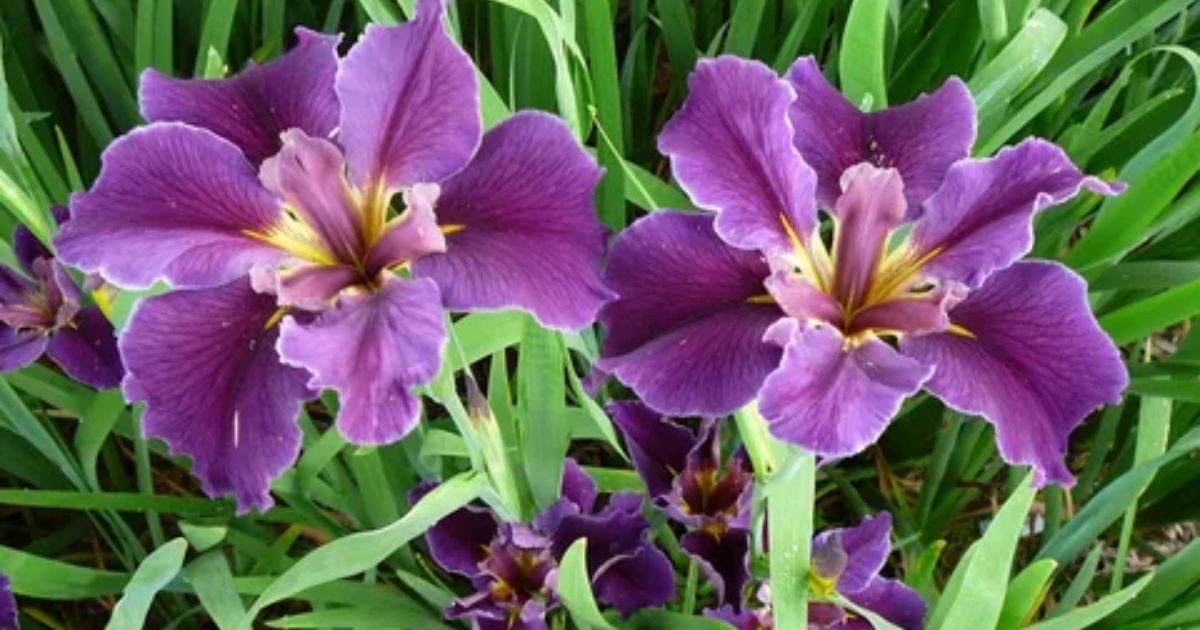 Iris Flower Meaning And Symbolism 2025