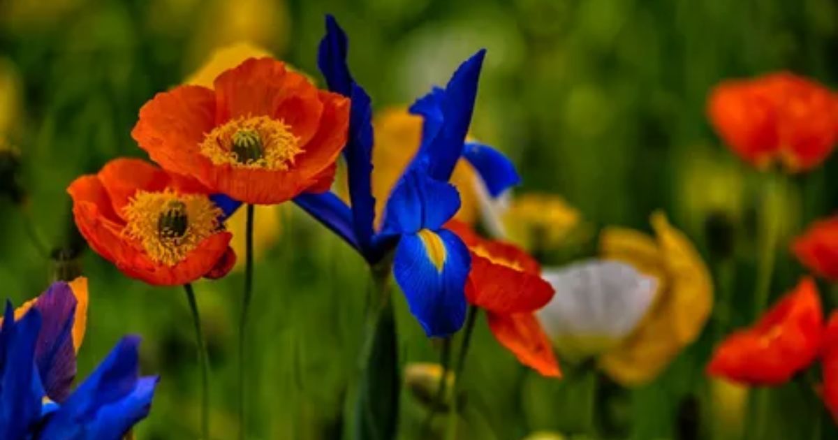 Iris Flower Meaning And Symbolism 2025