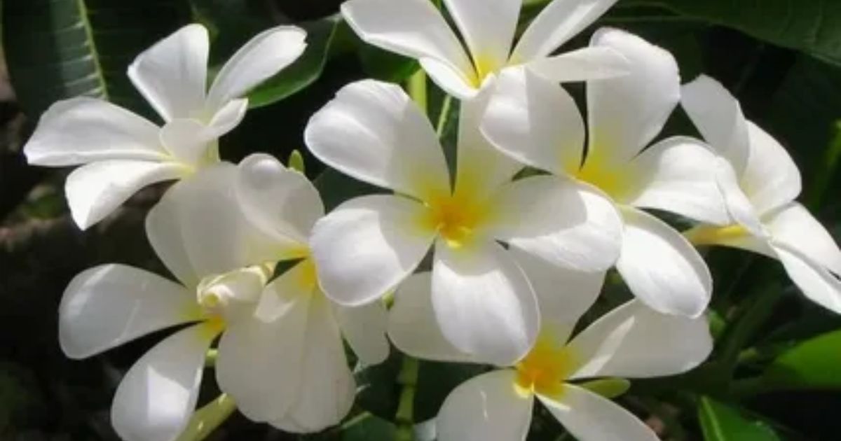 Jasmine Flowers: Their Hidden Meanings & Significance 2025