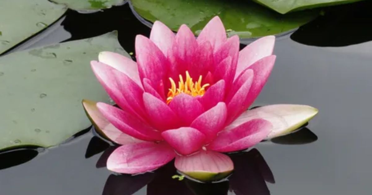 10 Amazing Flowers that Represent Change and Renewal