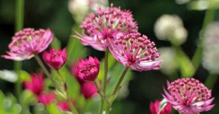 Top 18 Flowers that Represent Protection with Deep Meanings