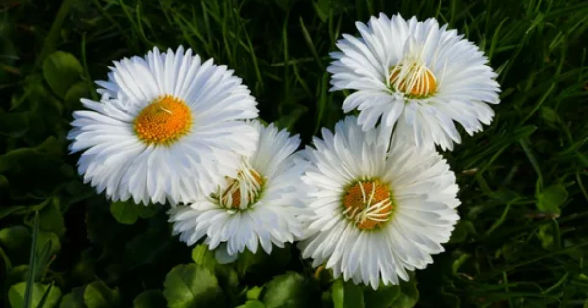 Stunning Daisy Flower Meaning and Colour Symbolism 2025