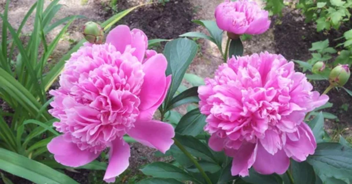 10 Amazing Flowers that Represent Change and Renewal