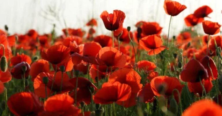 20+ Incredible Flowers with Sad Meanings Flowers Black Side