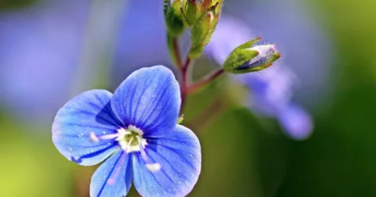 16 Gorgeous Flowers That Represent Loyalty-Amazing Guide