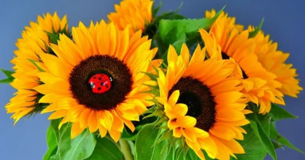 16 Gorgeous Flowers That Represent Loyalty-Amazing Guide