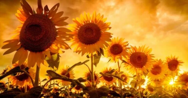 10 Amazing Flowers that Represent Change and Renewal