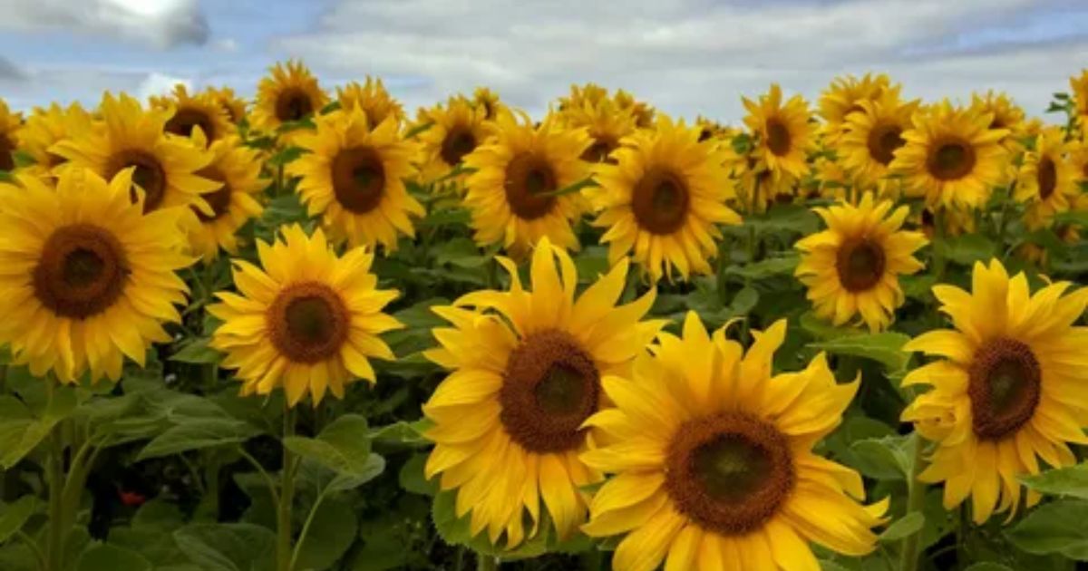 12+ Amazing Flowers of Hope: Symbolizing Resilience Optimism