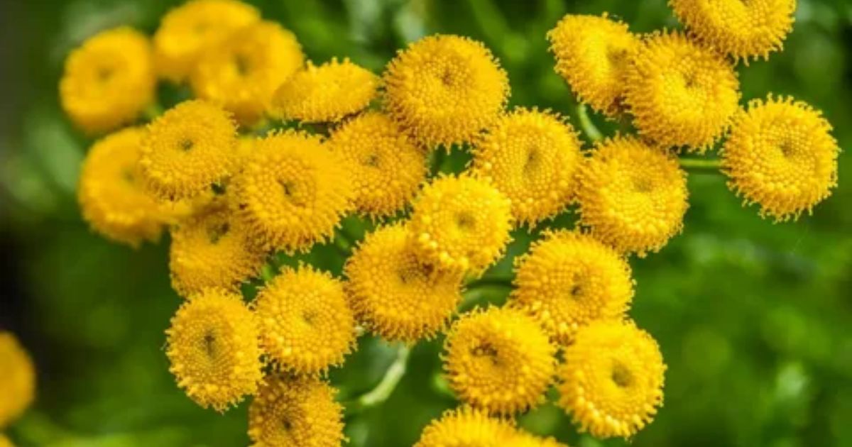 Top 18 Flowers that Represent Protection with Deep Meanings