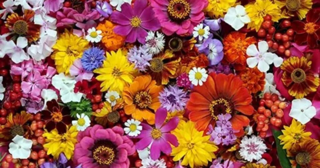 Catalina Flower Meaning and Symbolism: Wishbone Flower