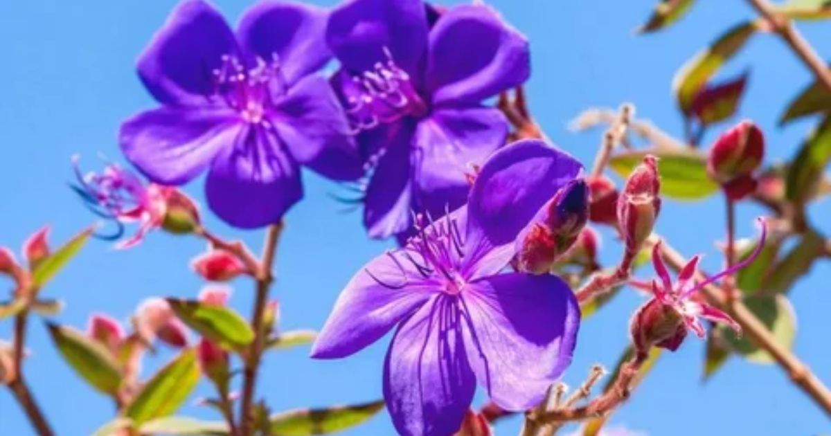 12+ Amazing Flowers of Hope: Symbolizing Resilience Optimism