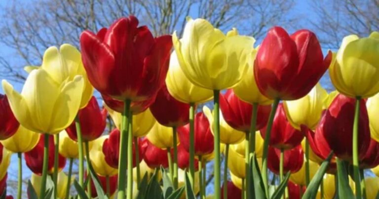 10 Amazing Flowers that Represent Change and Renewal 2025