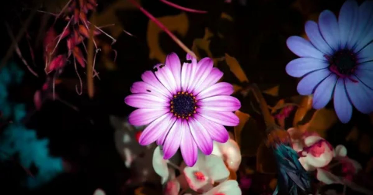 What is Illinois State Flower? A Useful Guide 2025