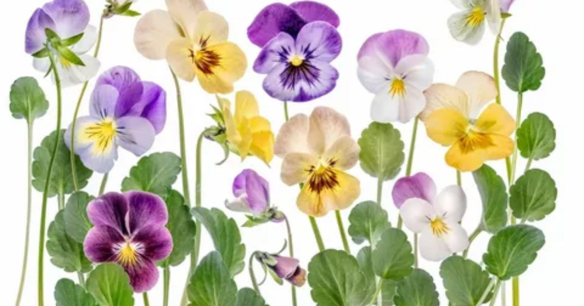 What is Illinois State Flower? A Useful Guide 2025