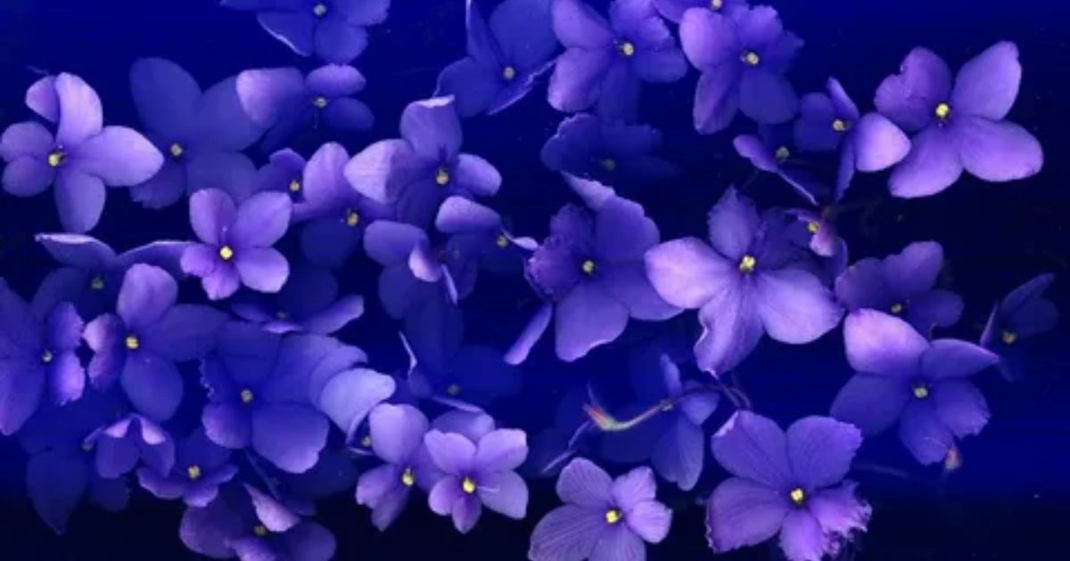 20+ Incredible Flowers with Sad Meanings Flowers Black Side