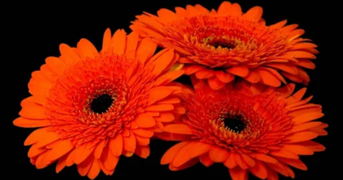 Gerbera Flower Meaning and Colors Symbolism 2025